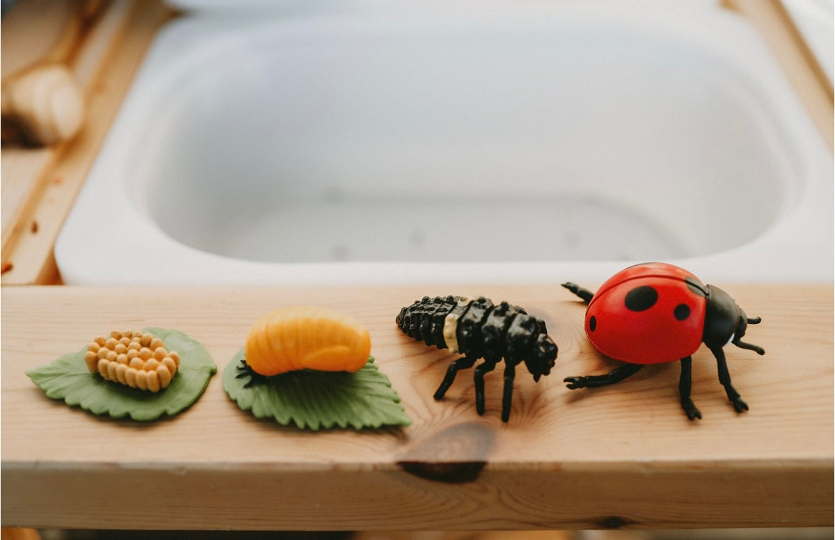 Animals & Life Cycle Sets – Page 3 – Three Wild Sprouts