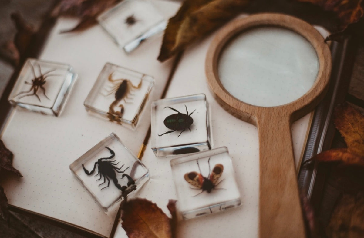 Science & Discovery – Three Wild Sprouts