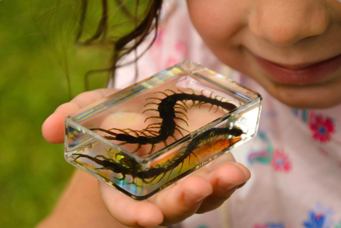 Centipede Specimen – Three Wild Sprouts
