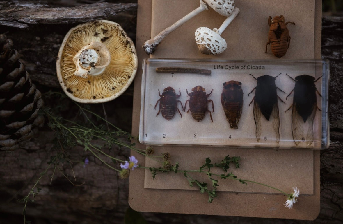 Cicada Life Cycle Specimen Block – Three Wild Sprouts