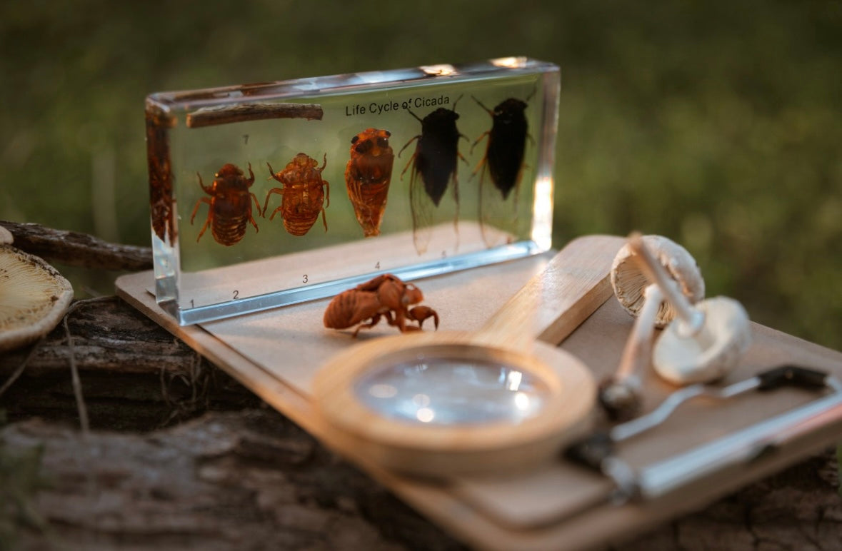 Cicada Life Cycle Specimen Block – Three Wild Sprouts