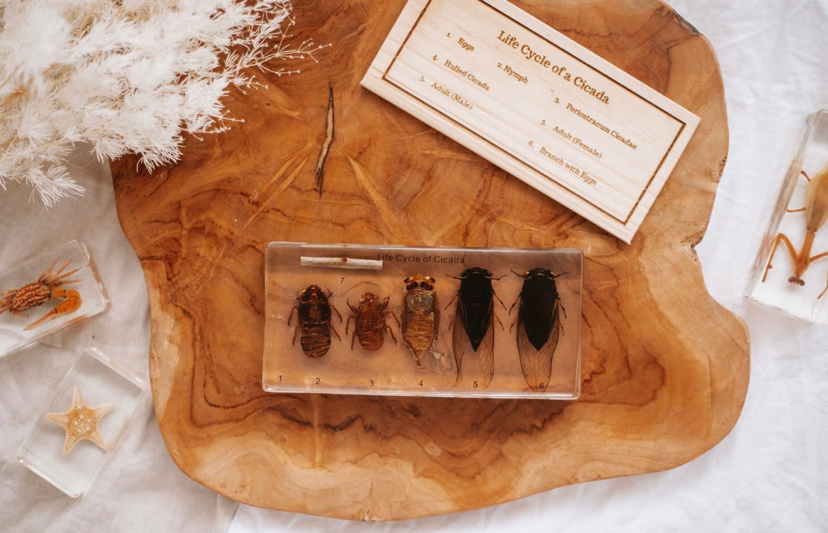 Cicada Life Cycle Specimen Block – Three Wild Sprouts