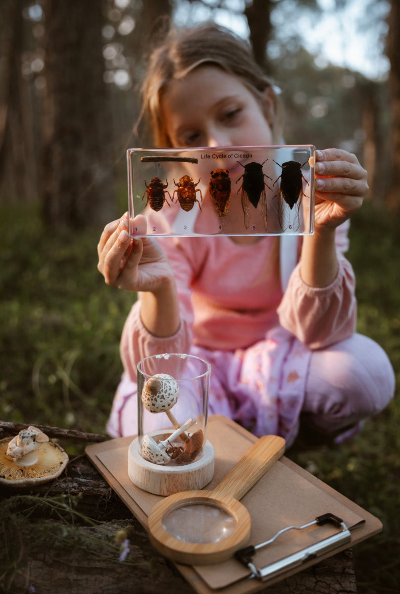 Cicada Life Cycle Specimen Block – Three Wild Sprouts