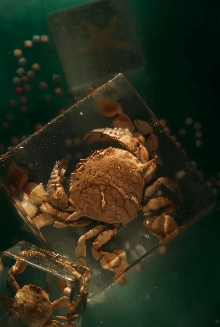 Flower Moon Crab Specimen – Three Wild Sprouts