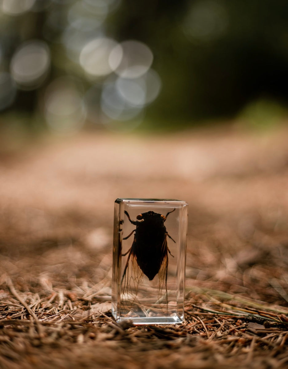 Cicada Specimen – Three Wild Sprouts